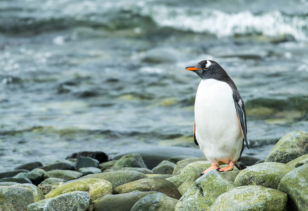 Answering the penguin call - Curious