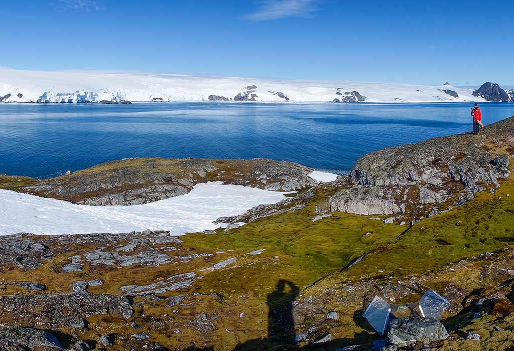 The amazing Antarctic moss - Curious