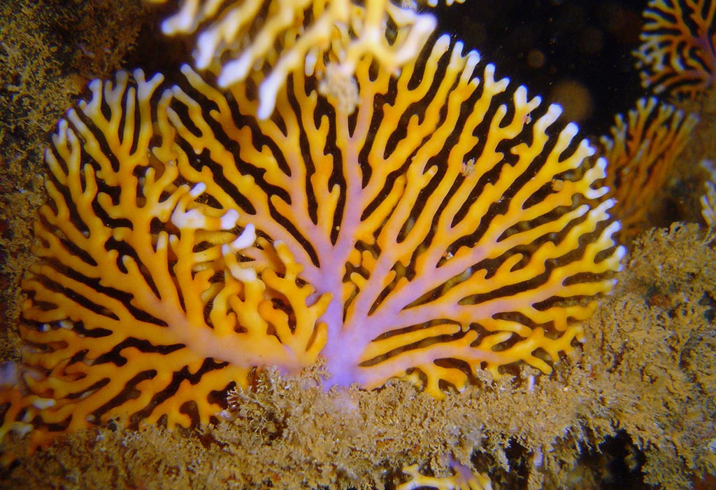 Corals and their microbes - Curious