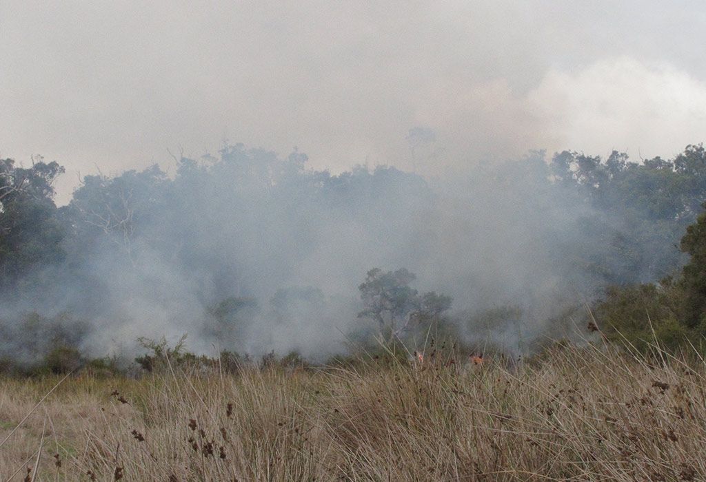 The 4 things a bushfire needs - Curious