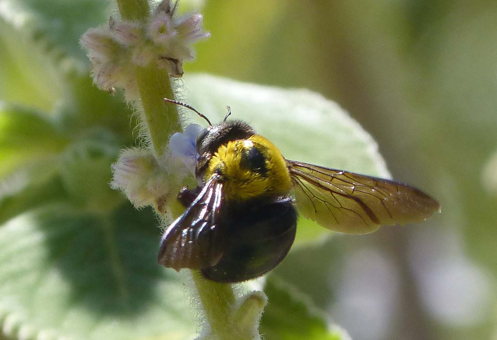 Australia's native bees - Curious