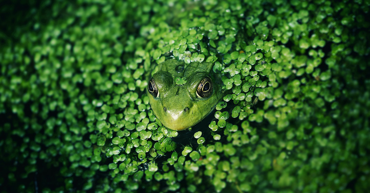 Chytrid: the frog-killing fungus - Curious