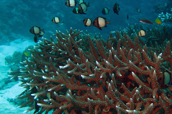 More than just temperature—climate change and ocean acidification - Curious