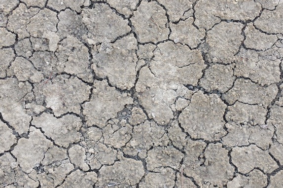 The dirt on our soils - Curious