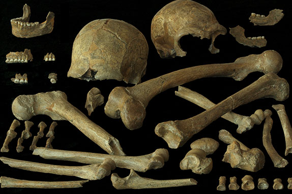 Teeth gunk and fossilised poo—exploring the ancient microbiome - Curious