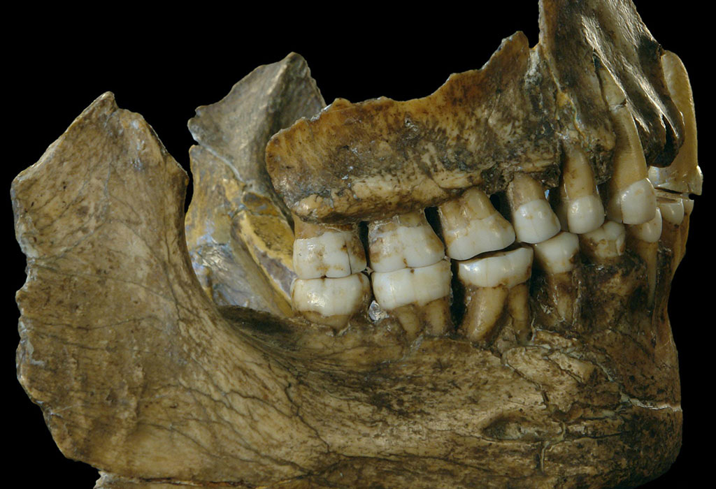 What Did Neanderthals Eat Curious