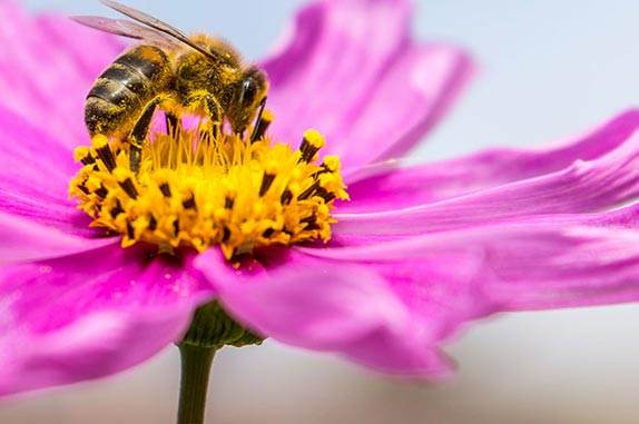 Getting the buzz on the value of bees - Curious