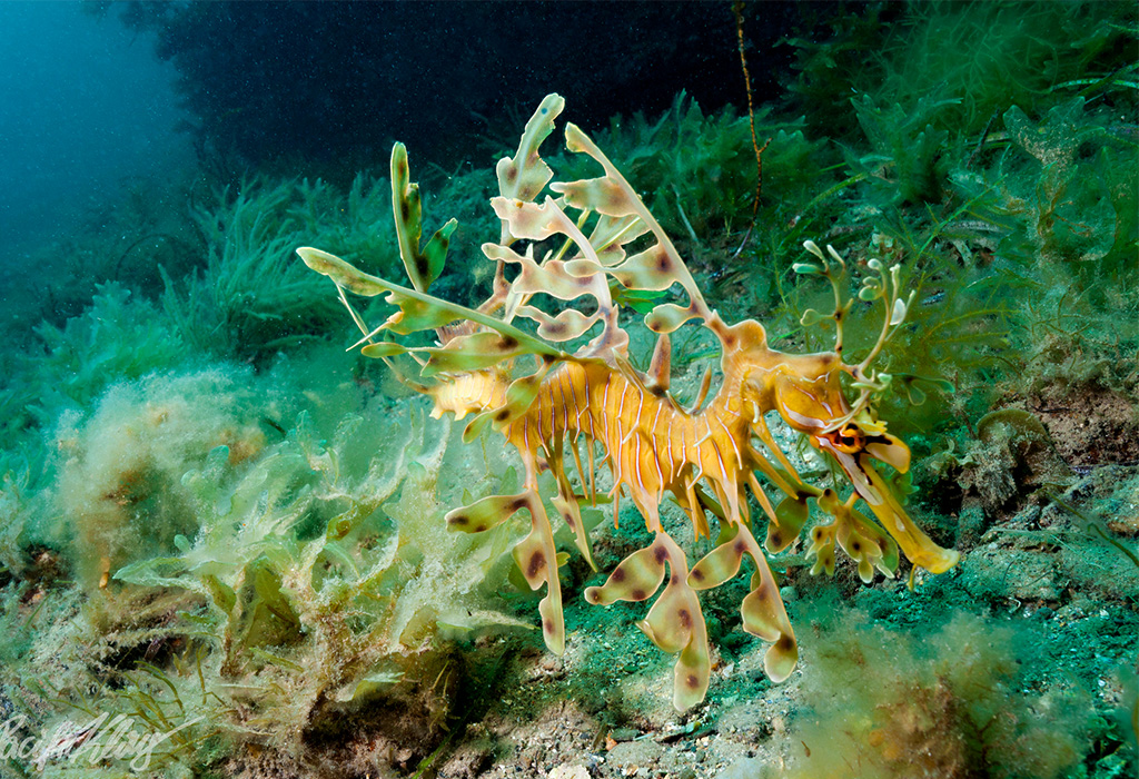 Evolution 101 - Curious