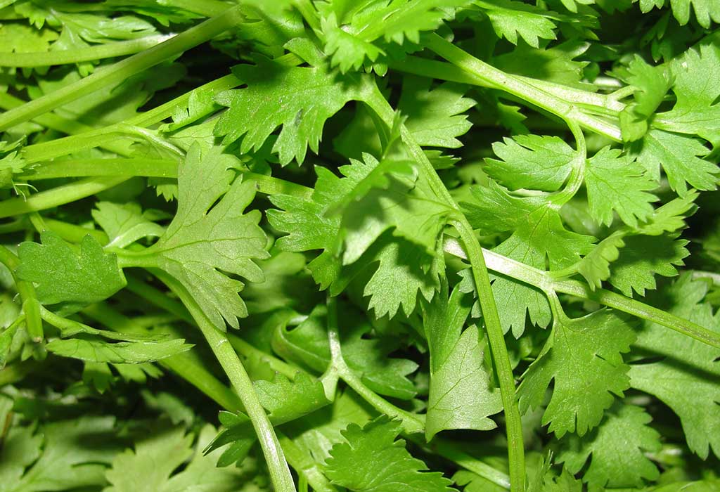 Coriander: yes or no? - Curious